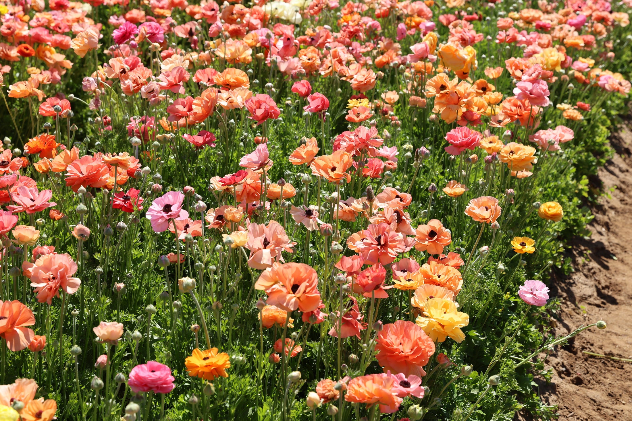 Ranunculus Bulbs: Planting and Care for Gorgeous, Rose-Like Blooms ...