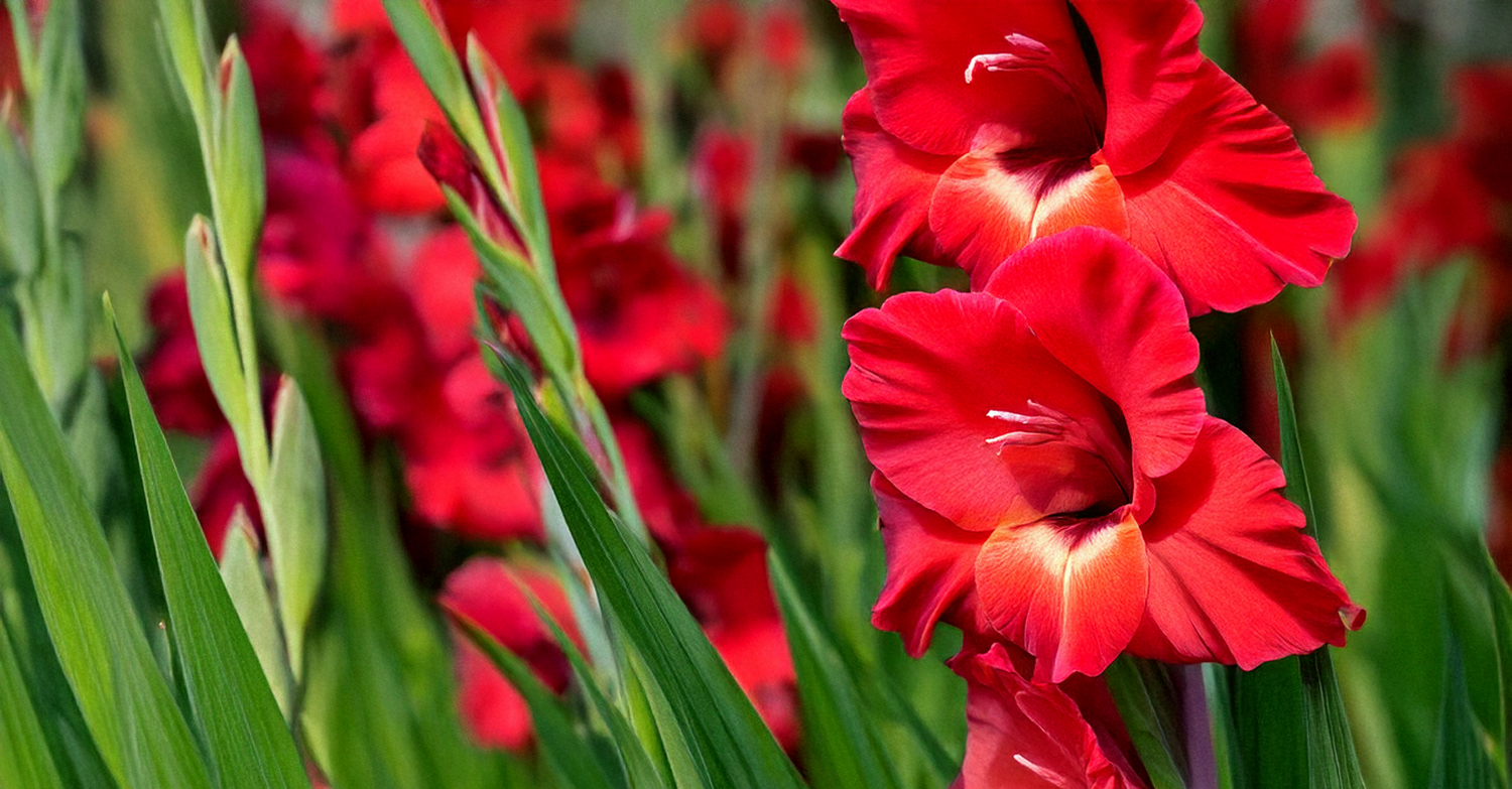 Red Balance Gladiolus Flower Bulbs – Nagel Gladiolus Bulbs