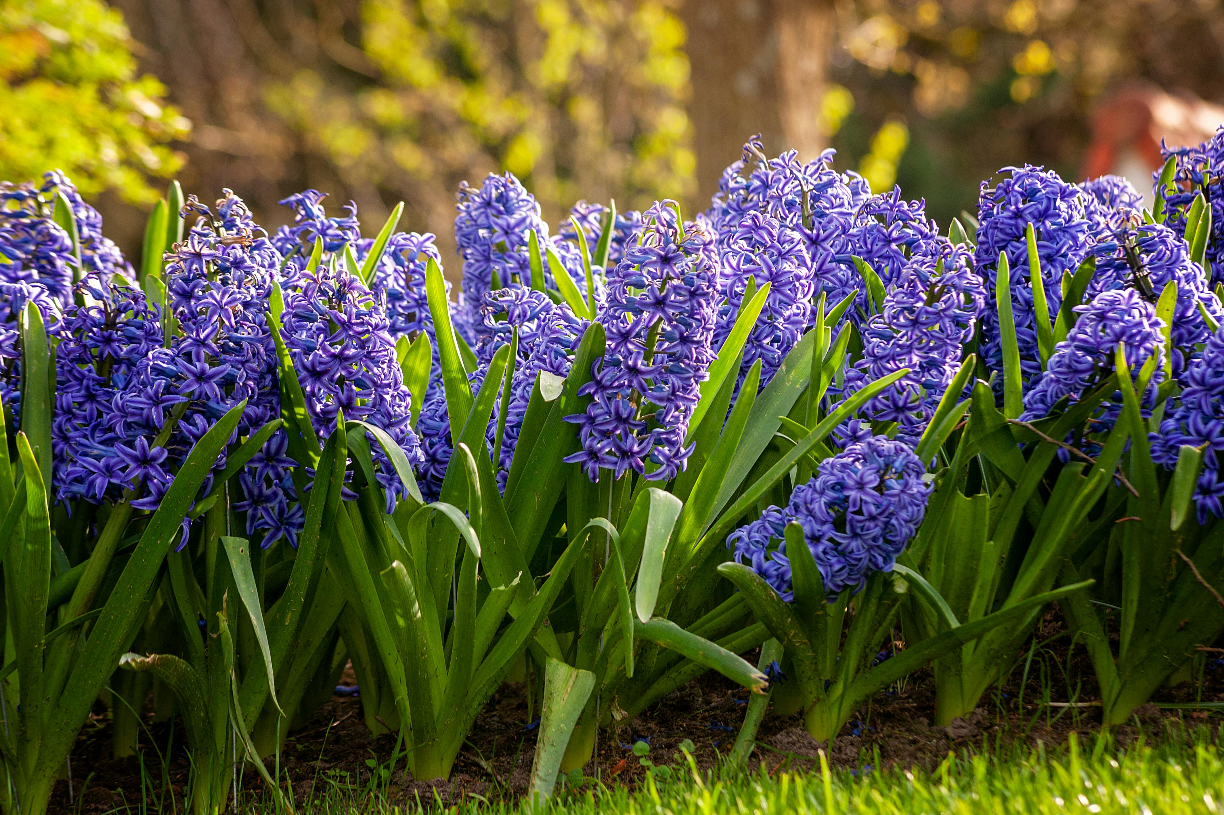 Hyacinths in Bloom: Making the Most of Their Fragrance – Nagel ...