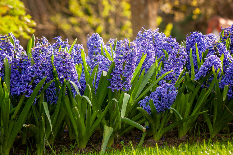 Hyacinths in Bloom: Making the Most of Their Fragrance – Nagel ...