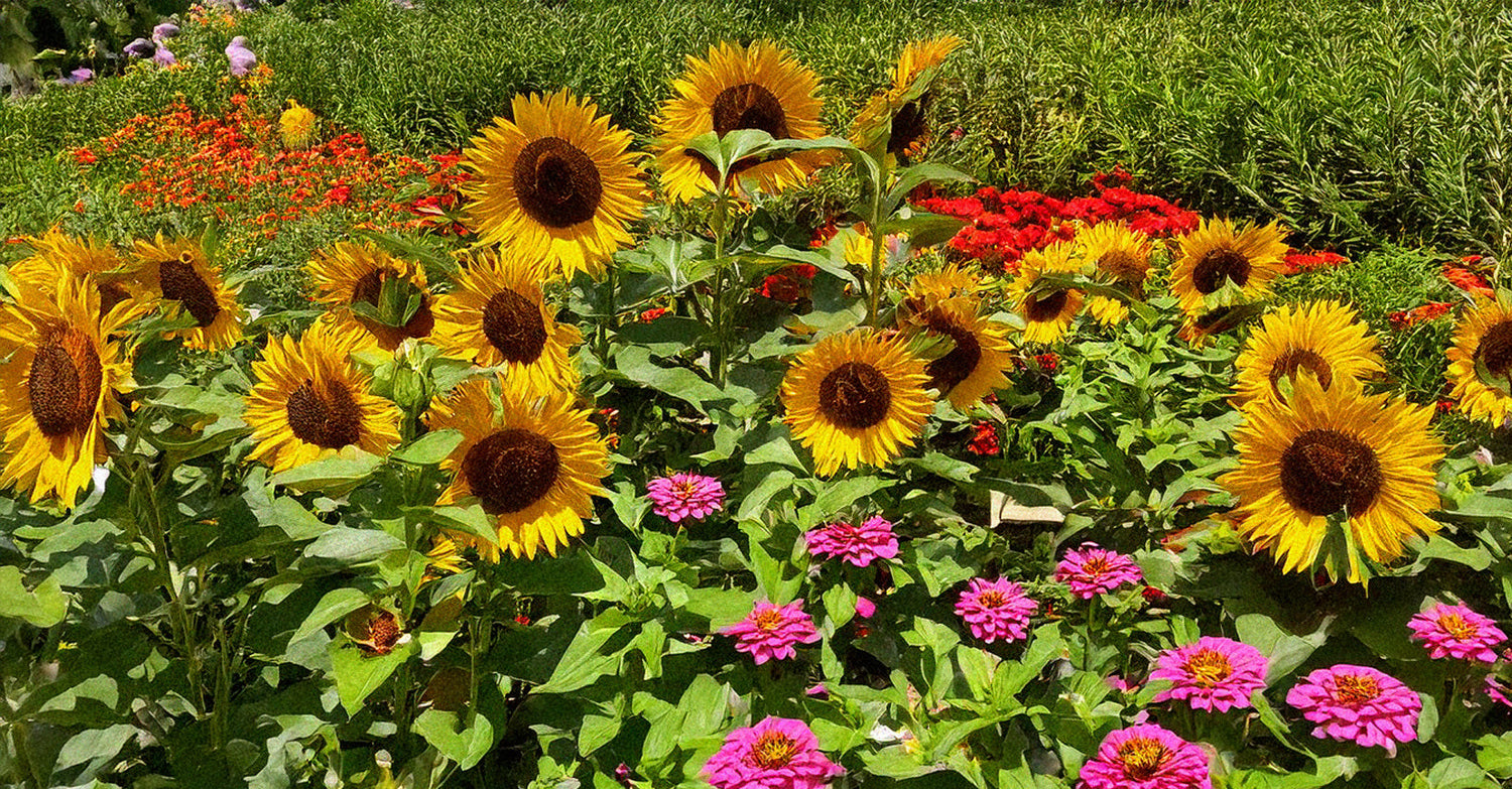 Flower Symbolism: Planning a Garden for the New Year – Nagel Gladiolus ...