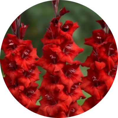 Nagel's Glads | Wholesale Gladiolus Bulbs | Bulk Glad Corm Wholesalers ...