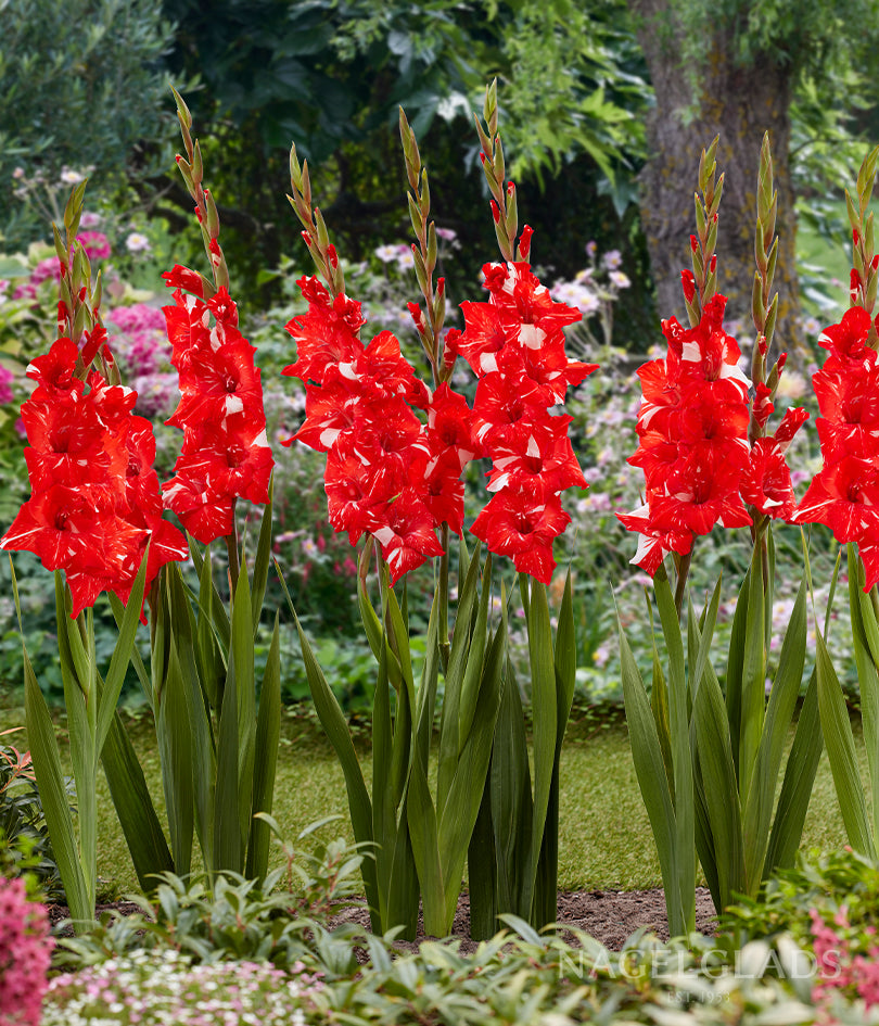 Zizanie Gladiolus Flower Bulbs – Nagel Gladiolus Bulbs