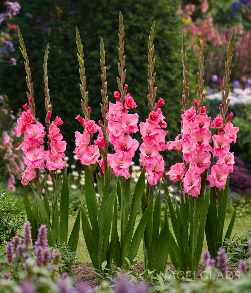 Titanic Gladiolus Flower Bulbs – Nagel Gladiolus Bulbs
