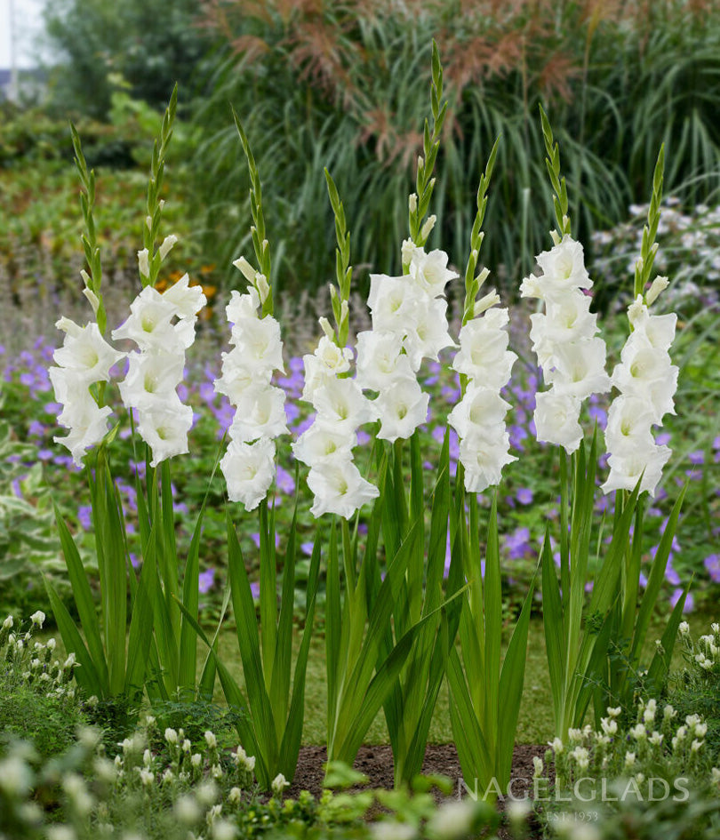 Nova Zembla Gladiolus Flower Bulbs – Nagel Gladiolus Bulbs