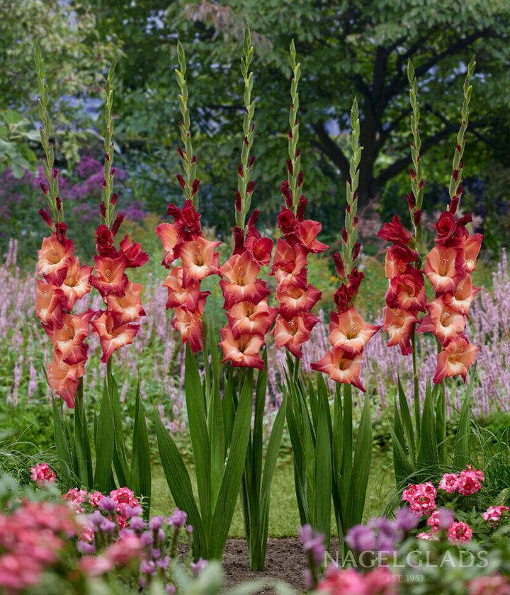Red Gladiolus Varieties – Nagel Gladiolus Bulbs