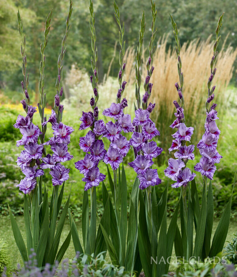 Passos Gladiolus Flower Bulbs – Nagel Gladiolus Bulbs