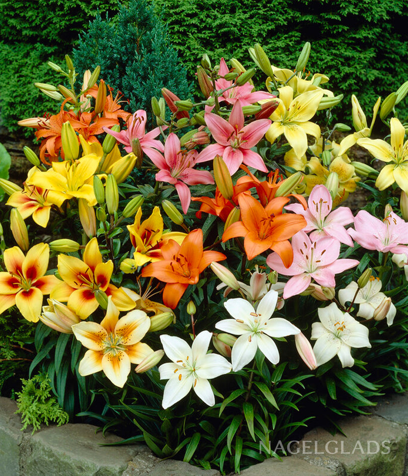 Mixed Asiatic Lily Flower Bulbs – Nagel Gladiolus Bulbs