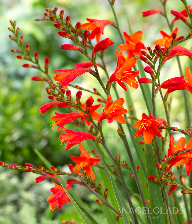 Red King Crocosmia Flower Bulbs – Nagel Gladiolus Bulbs