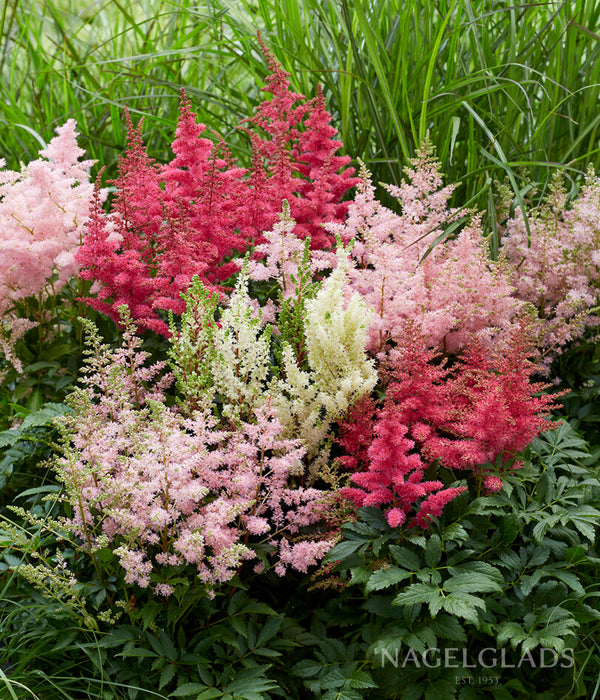 Mixed Astilbe Bareroot Flower Bulbs – Nagel Gladiolus Bulbs