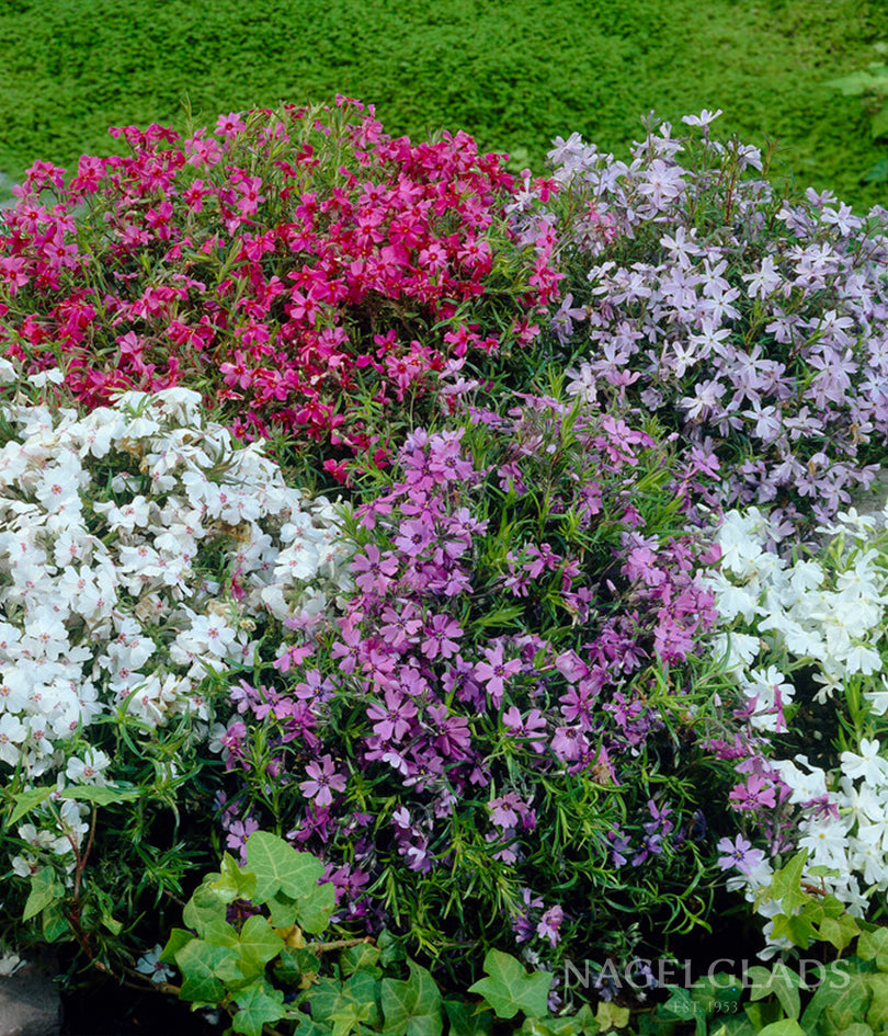 Mixed Phlox Bareroot Flower Bulbs – Nagel Gladiolus Bulbs