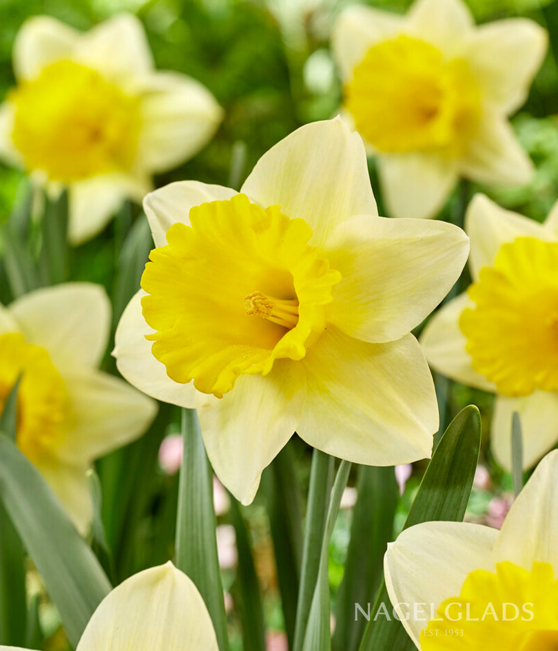 Goblet Daffodil Flower Bulbs – Nagel Gladiolus Bulbs