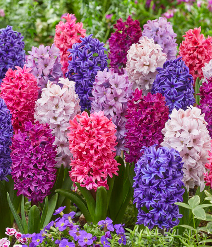 Mixed Hyacinth Flower Bulbs – Nagel Gladiolus Bulbs