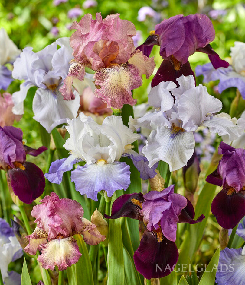 Mixed Bearded Iris Flower Bulbs – Nagel Gladiolus Bulbs