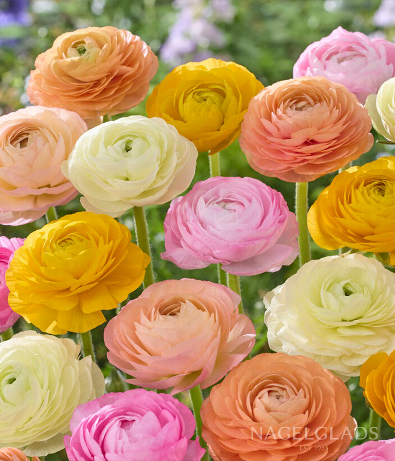 Pastel Ranunculus Flower Bulbs – Nagel Gladiolus Bulbs
