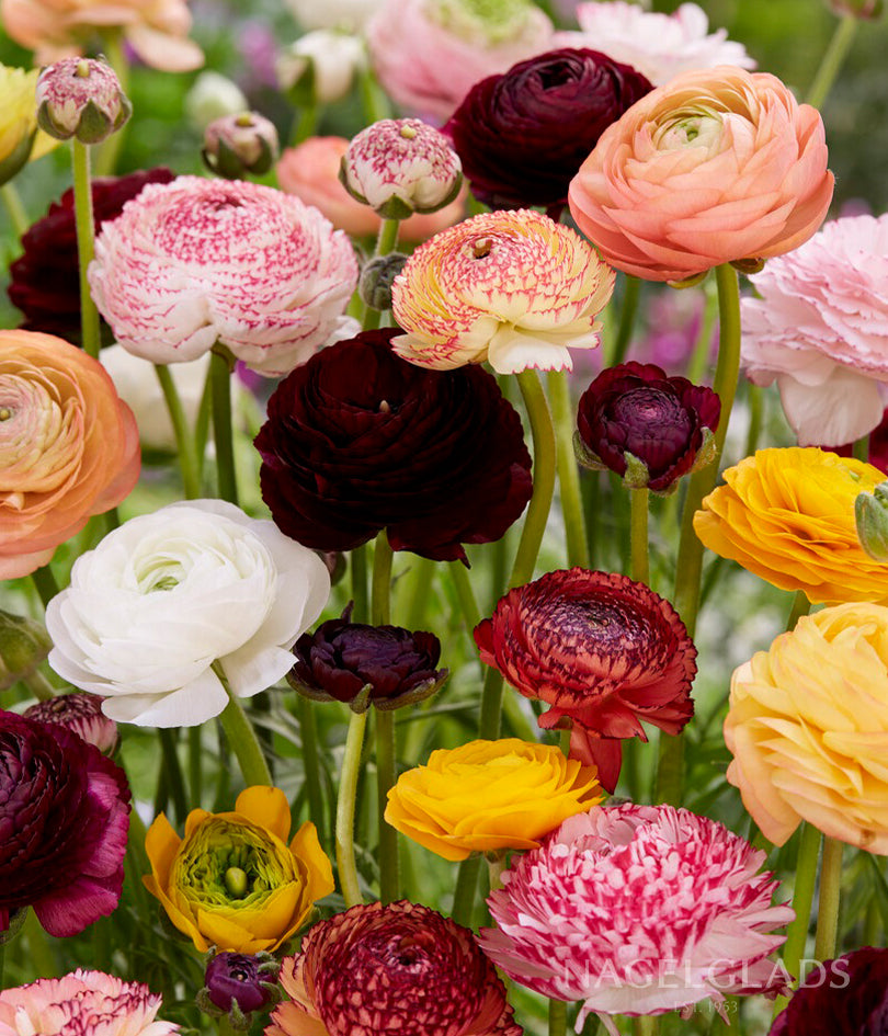 Rainbow Mixed Ranunculus Flower Bulbs – Nagel Gladiolus Bulbs