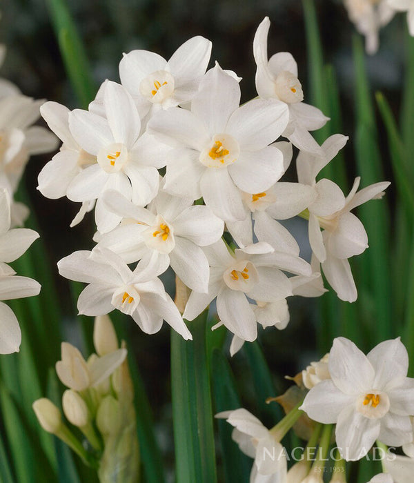 Ziva Paperwhite Flower Bulbs – Nagel Gladiolus Bulbs