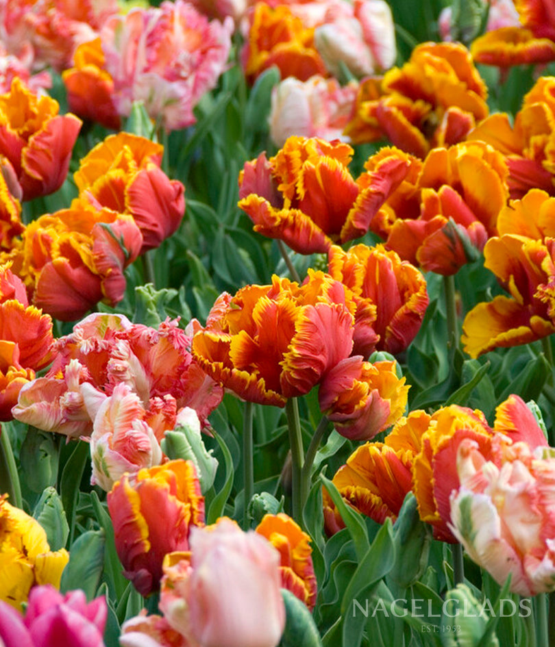 Parrot Tulip Mix Flower Bulbs – Nagel Gladiolus Bulbs
