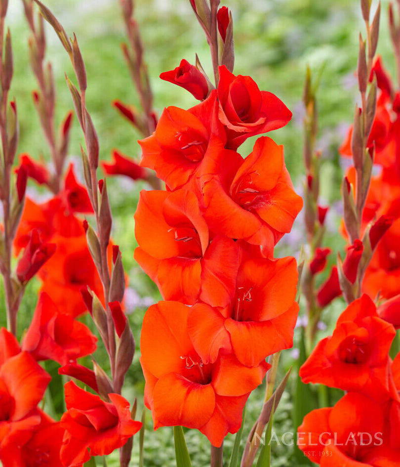 Red Balance Gladiolus Flower Bulbs – Nagel Gladiolus Bulbs