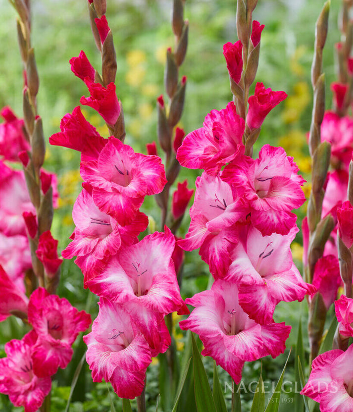 Cantate Gladiolus Flower Bulbs – Nagel Gladiolus Bulbs