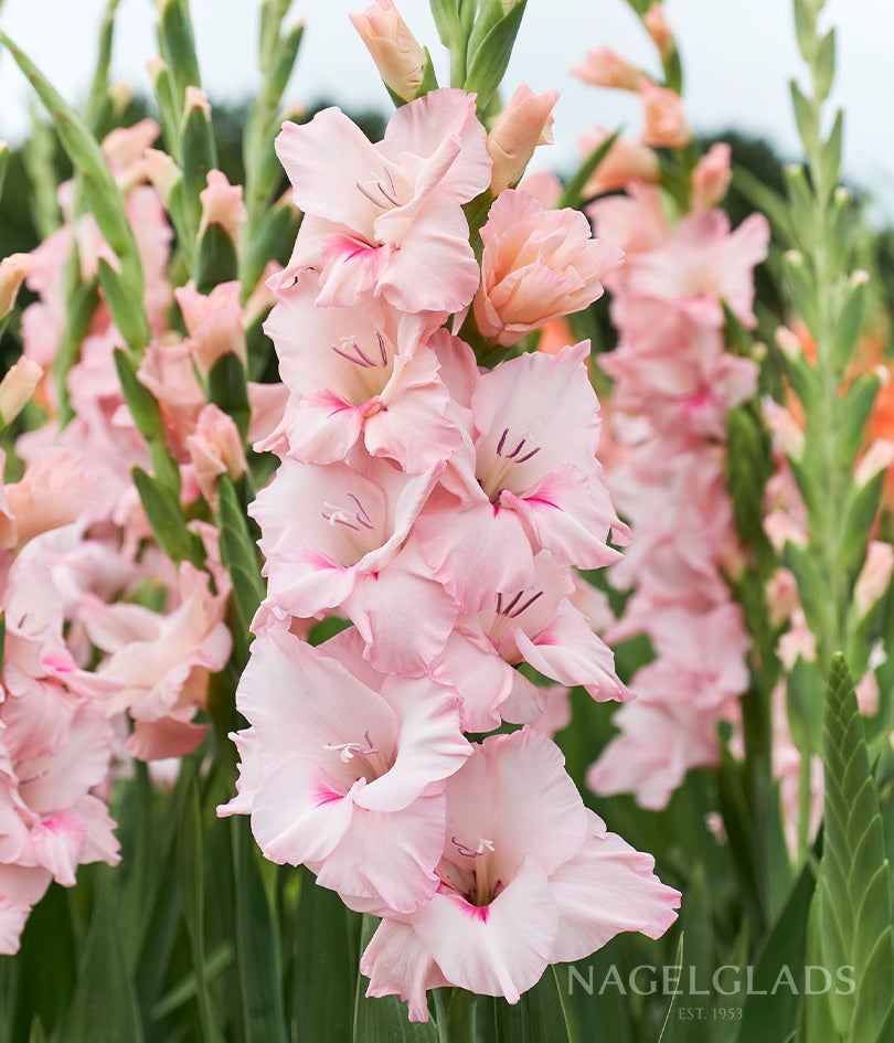 Adrenalin Gladiolus Flower Bulbs – Nagel Gladiolus Bulbs