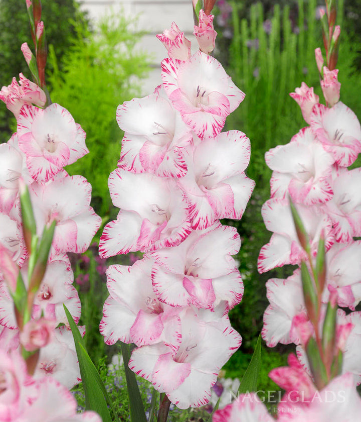 White Gladiolus Varieties – Nagel Gladiolus Bulbs