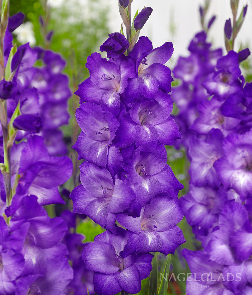 Performer Gladiolus Flower Bulbs – Nagel Gladiolus Bulbs