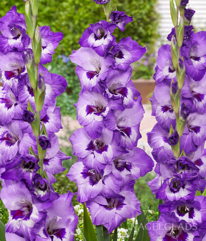 Blue Gladiolus Varieties – Nagel Gladiolus Bulbs