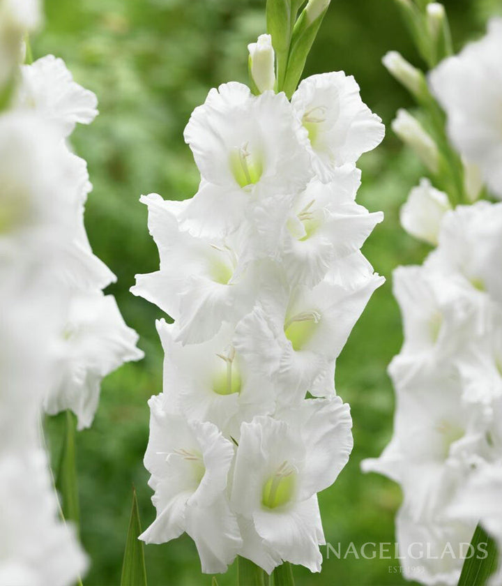 Gladiolus Flower Bulbs – Nagel Gladiolus Bulbs