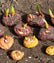 Titanic Gladiolus Flower Bulbs – Nagel Gladiolus Bulbs